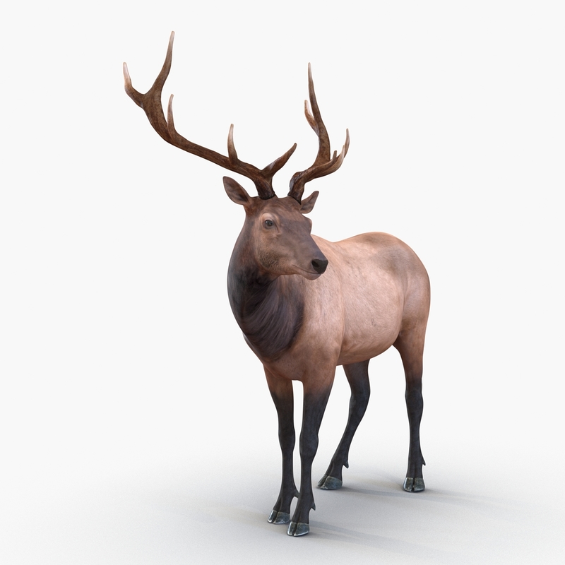 elk rigged animate 3d model