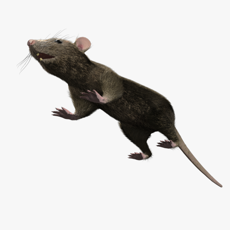 modelo 3d Rata - TurboSquid 1091353