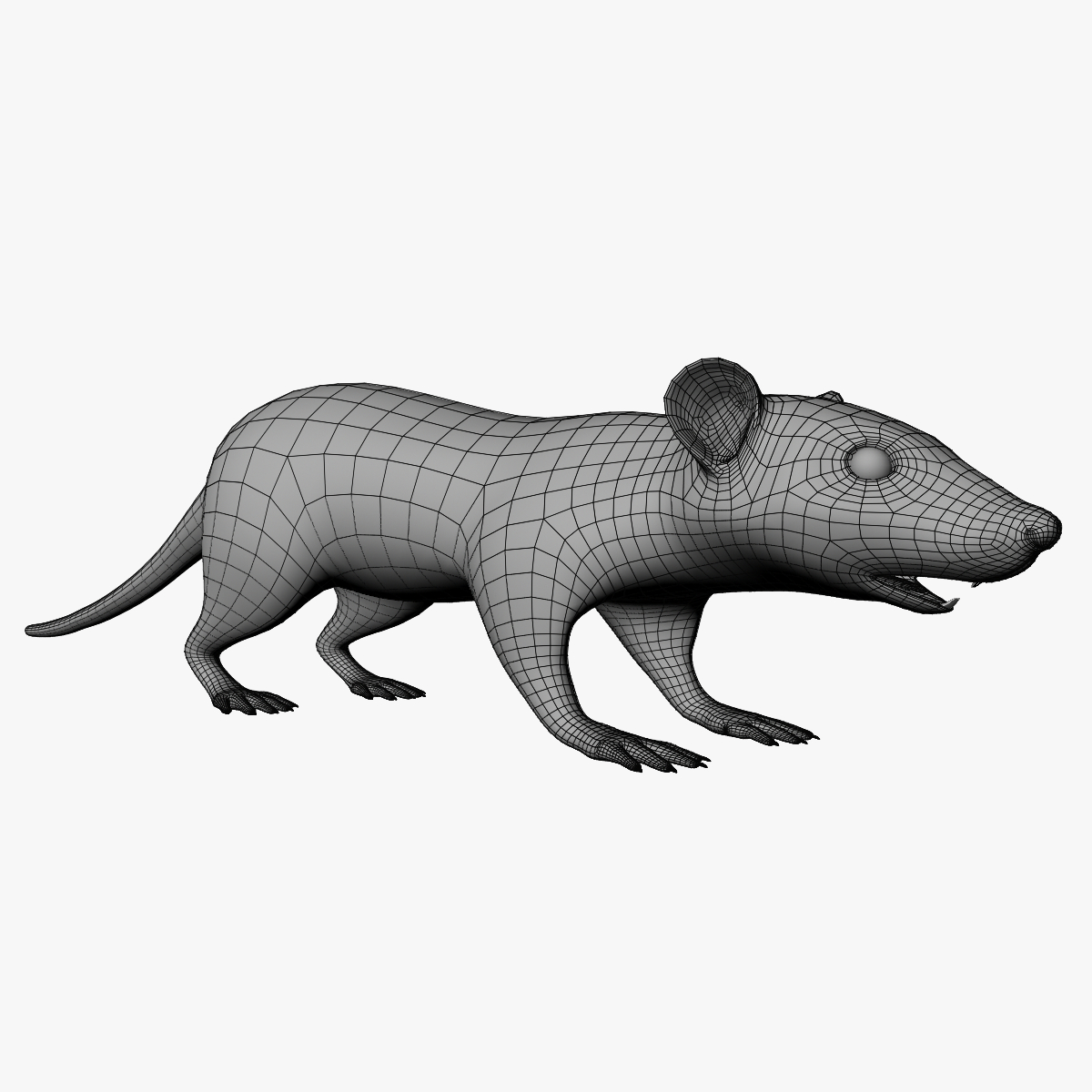 modelo 3d Rata - TurboSquid 1091353