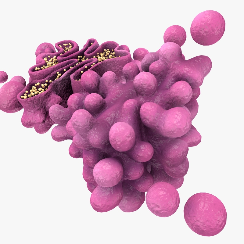 3d model golgi apparatus