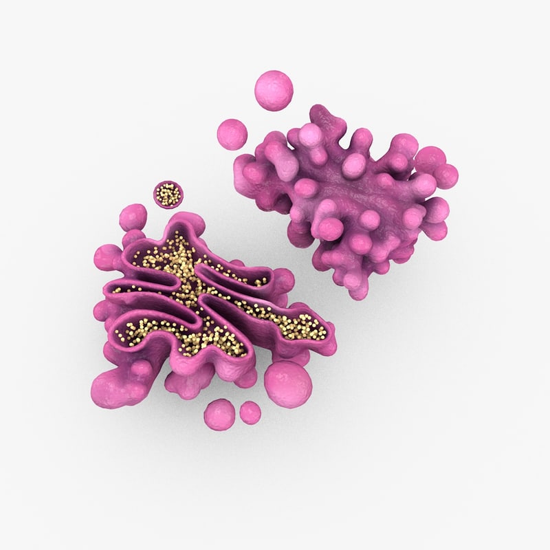 3d model golgi apparatus
