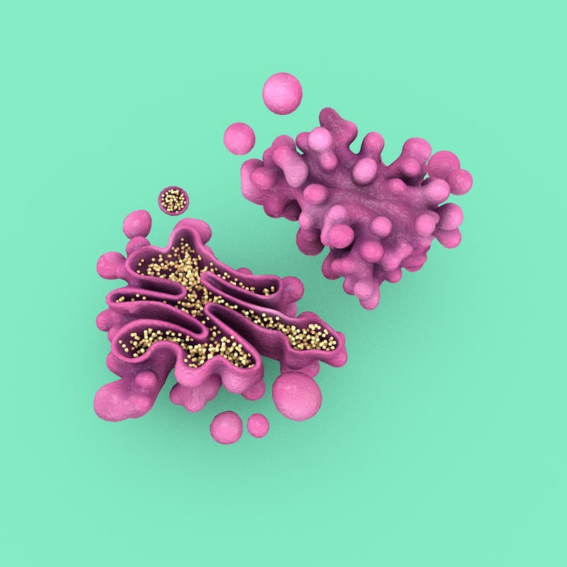 3d model golgi apparatus