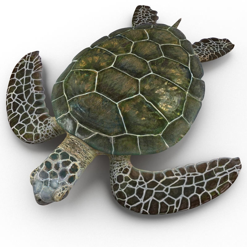 sea turtle rigged 3d model