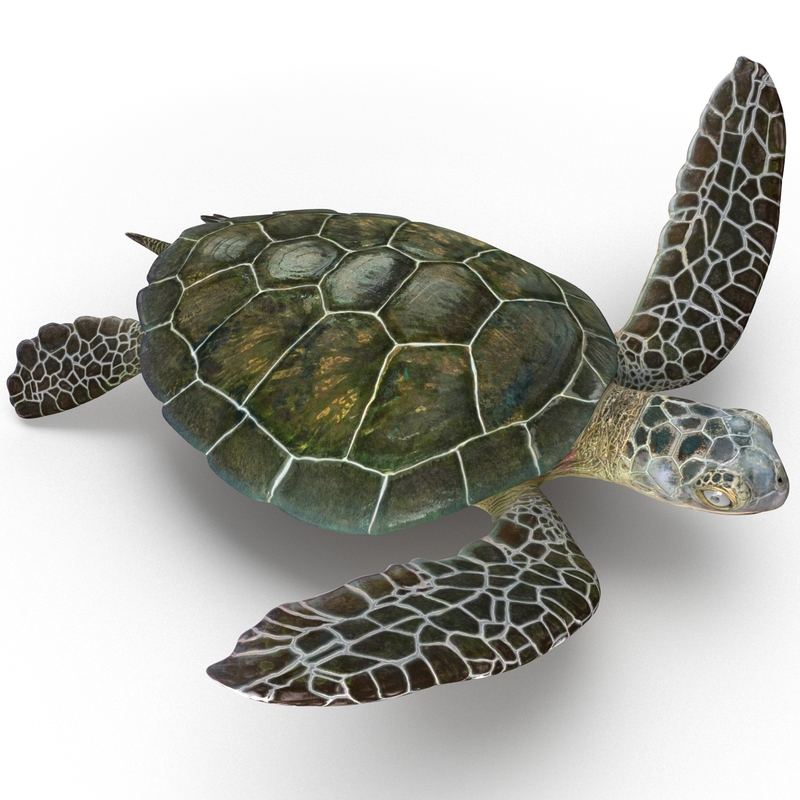 sea turtle rigged 3d model