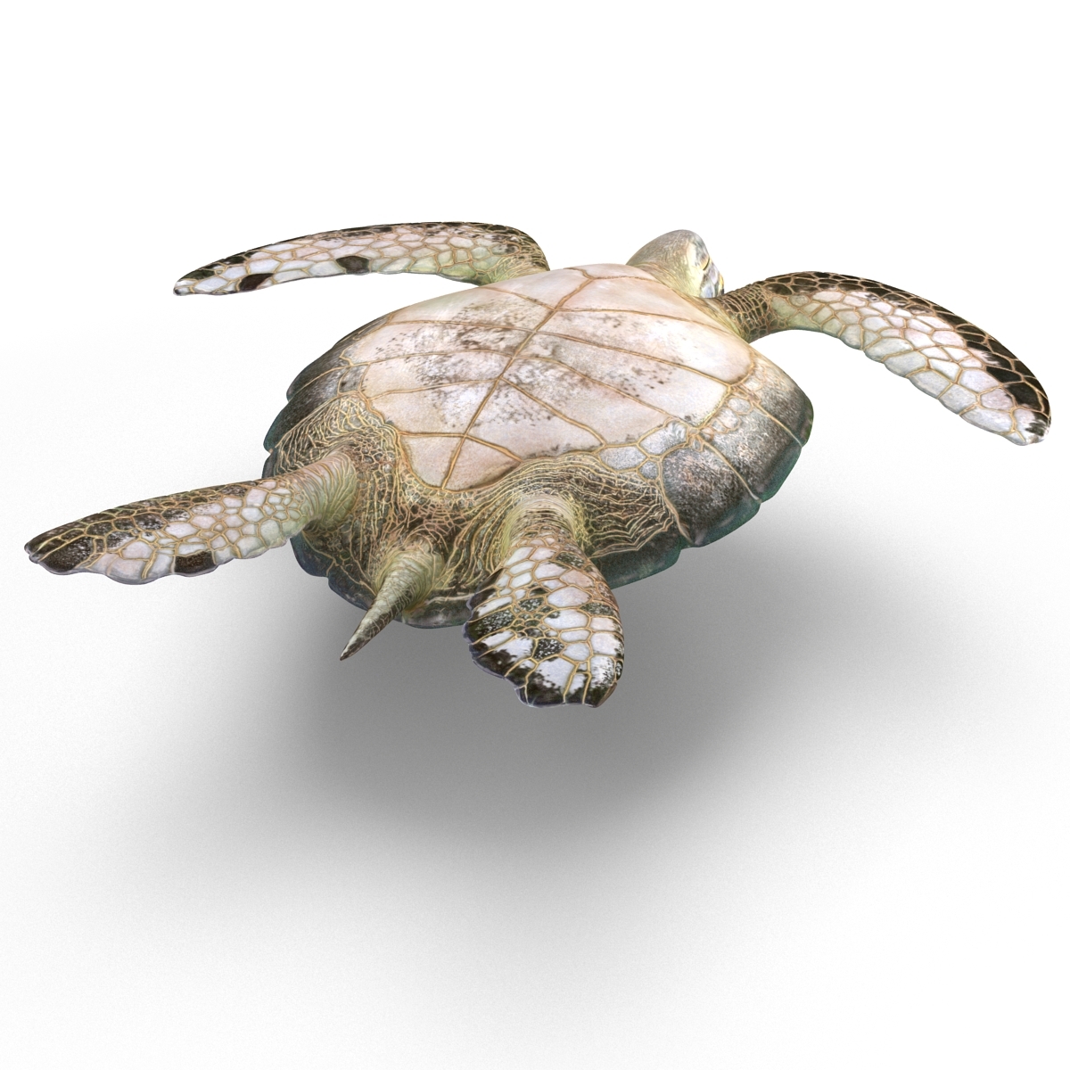 sea turtle rigged 3d model