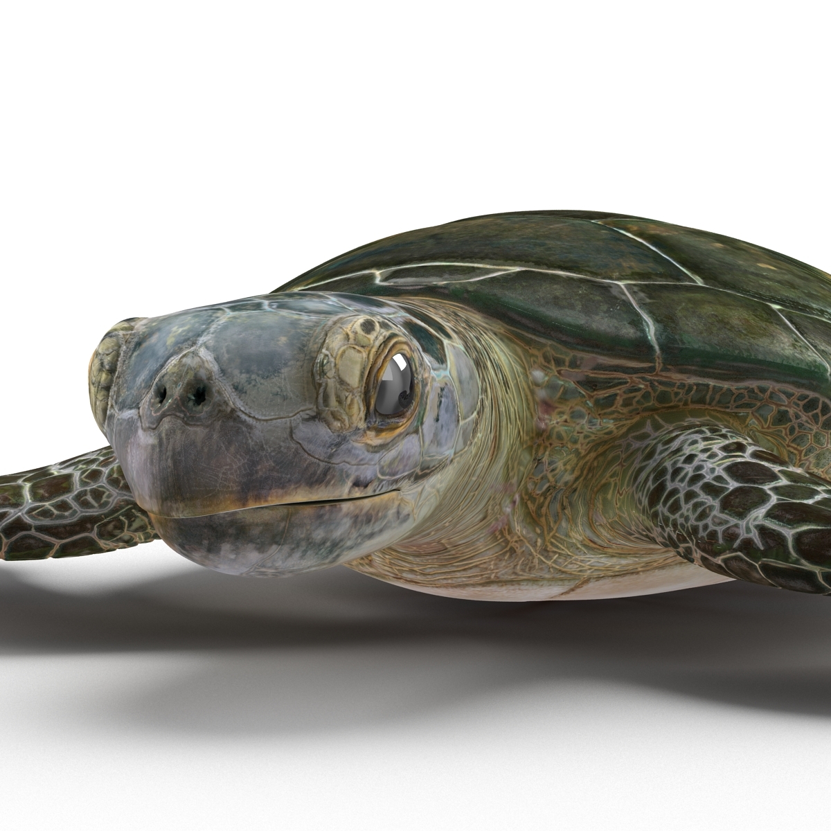 sea turtle rigged 3d model
