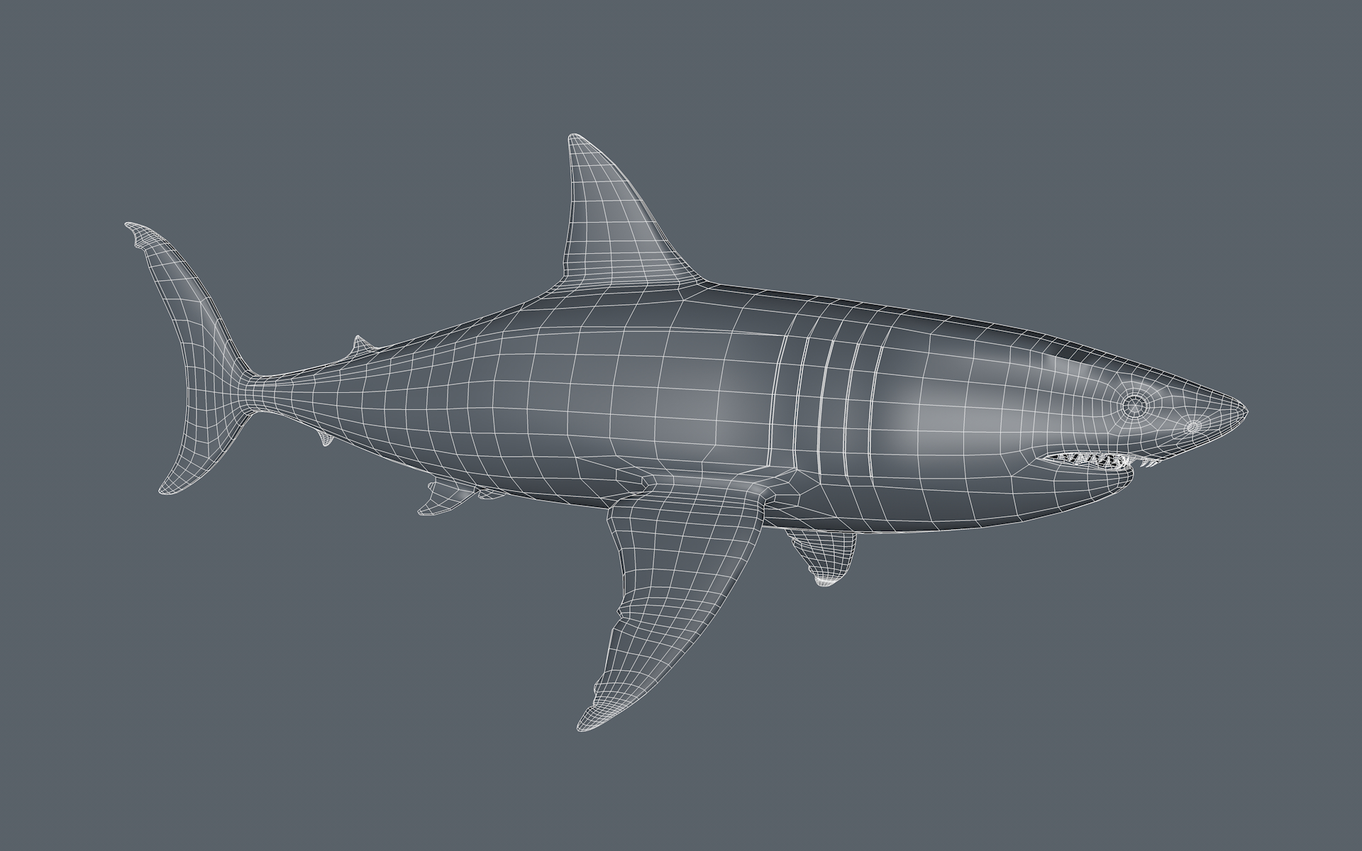 modelo 3d Tiburón - TurboSquid 1089129