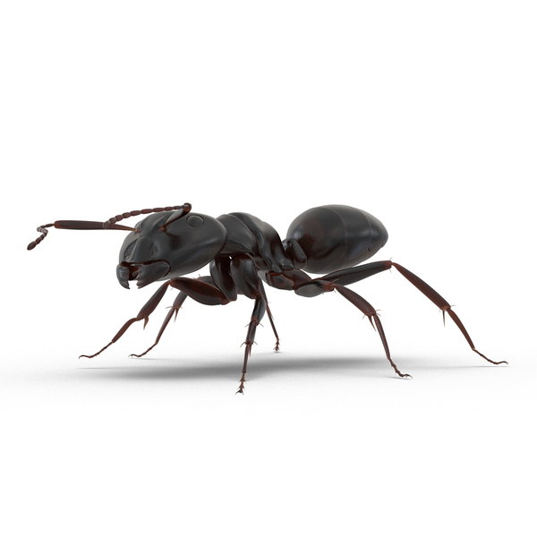 black ant rigged 3d c4d