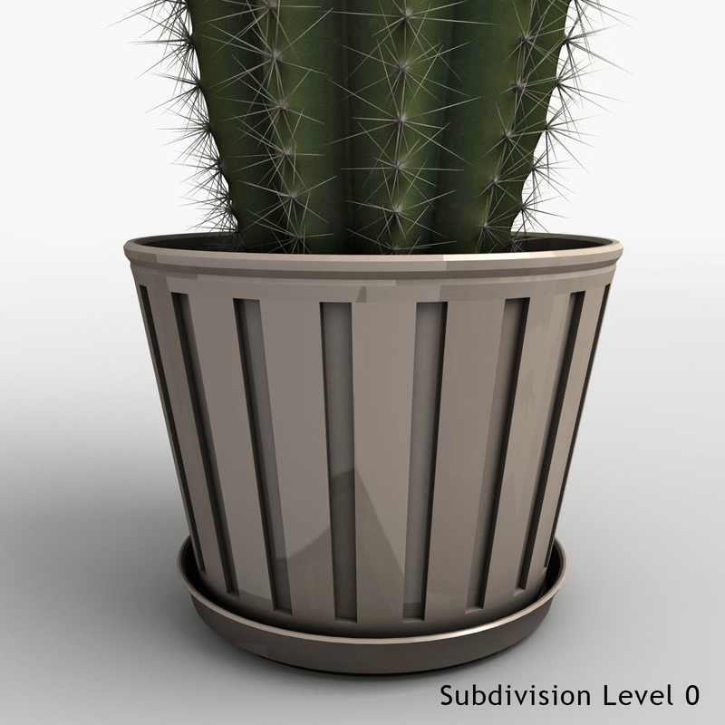 flowering cactus 3d model