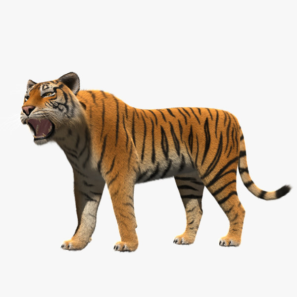 obj tiger shave haircut