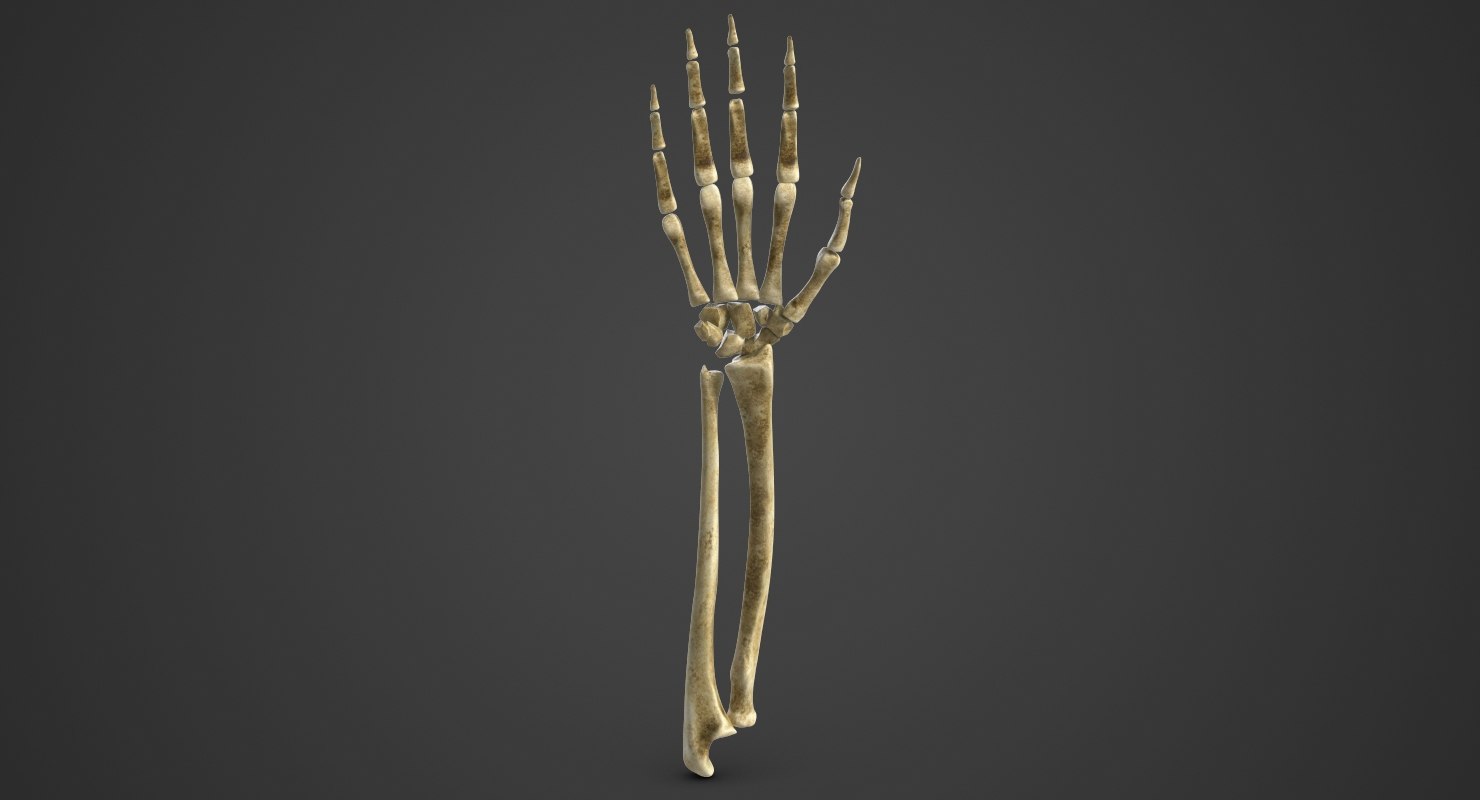 arm skeleton 3d 3ds