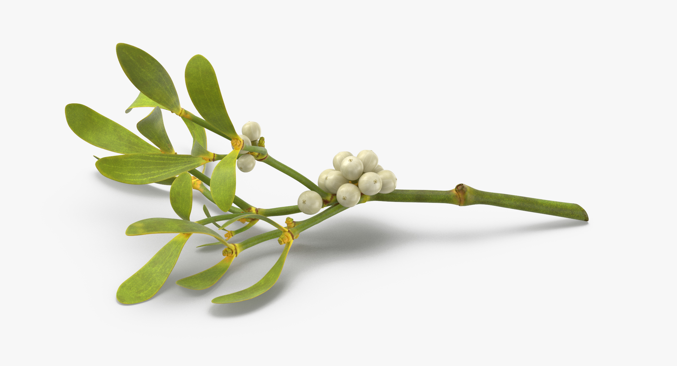 3d model mistletoe sprig