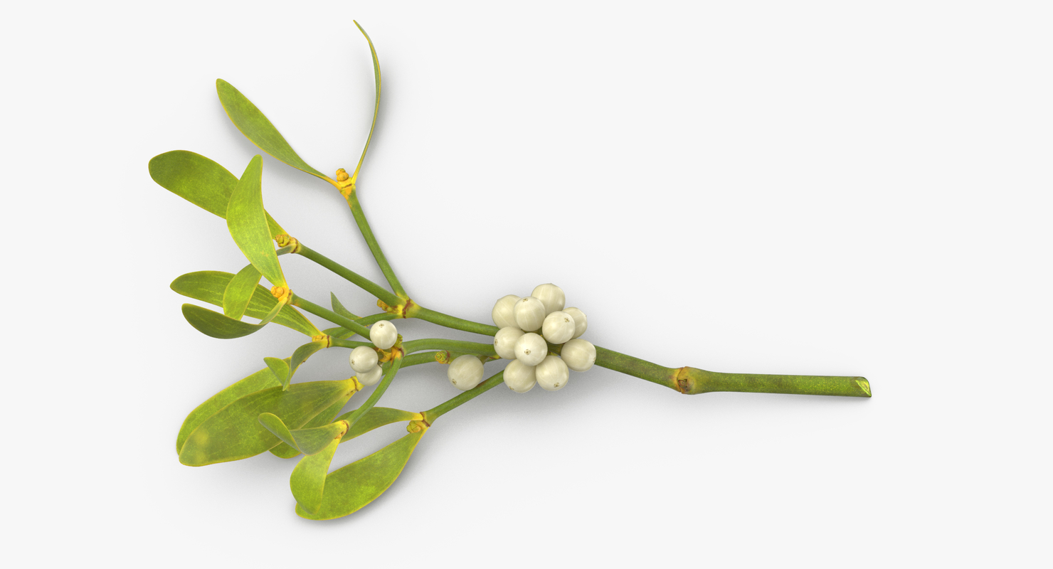 3d model mistletoe sprig