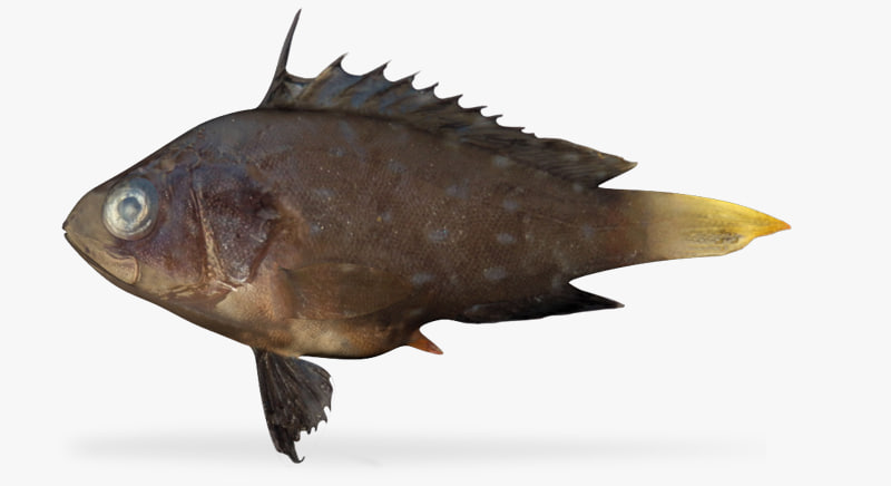 star studded grouper fbx