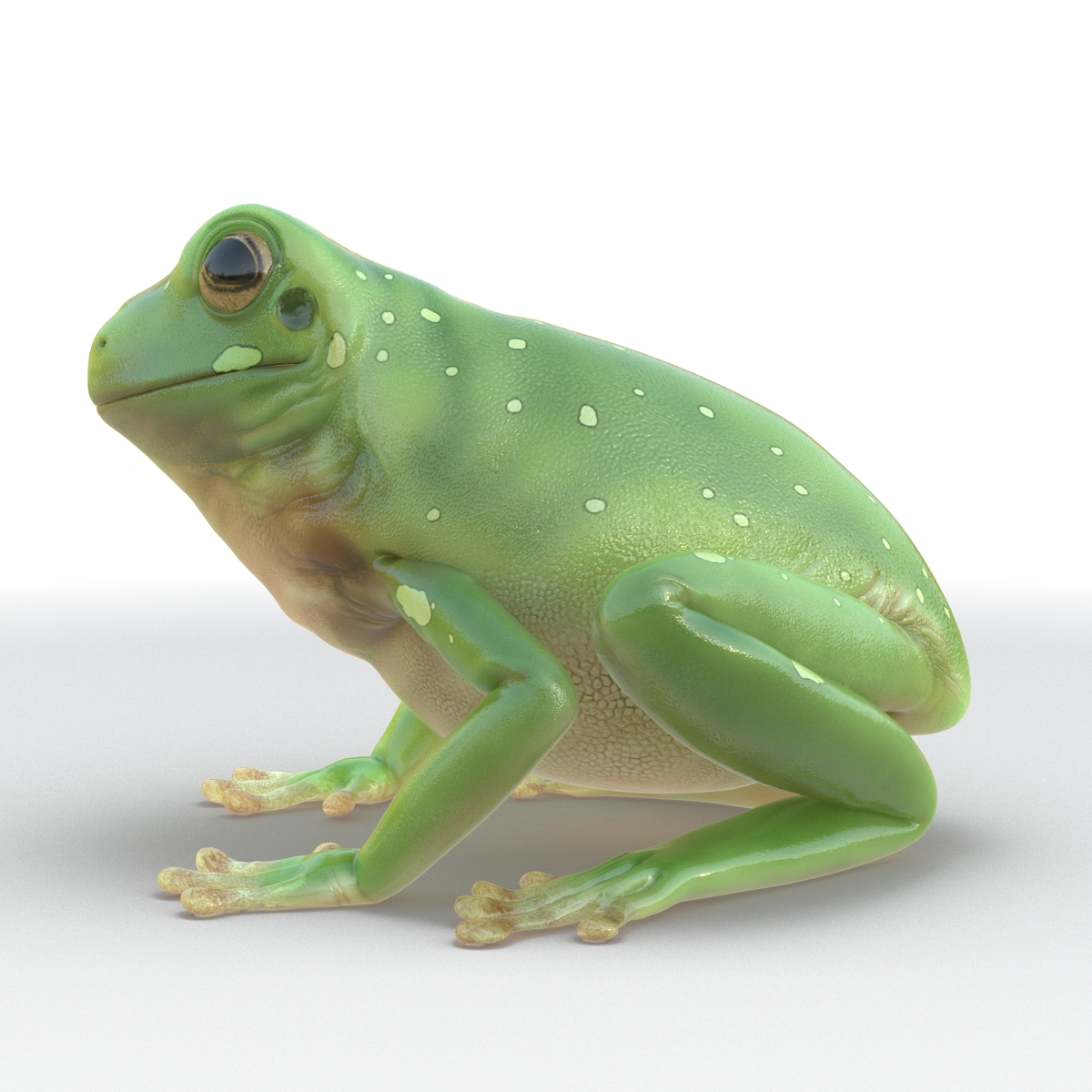 australian green tree frog 3d model