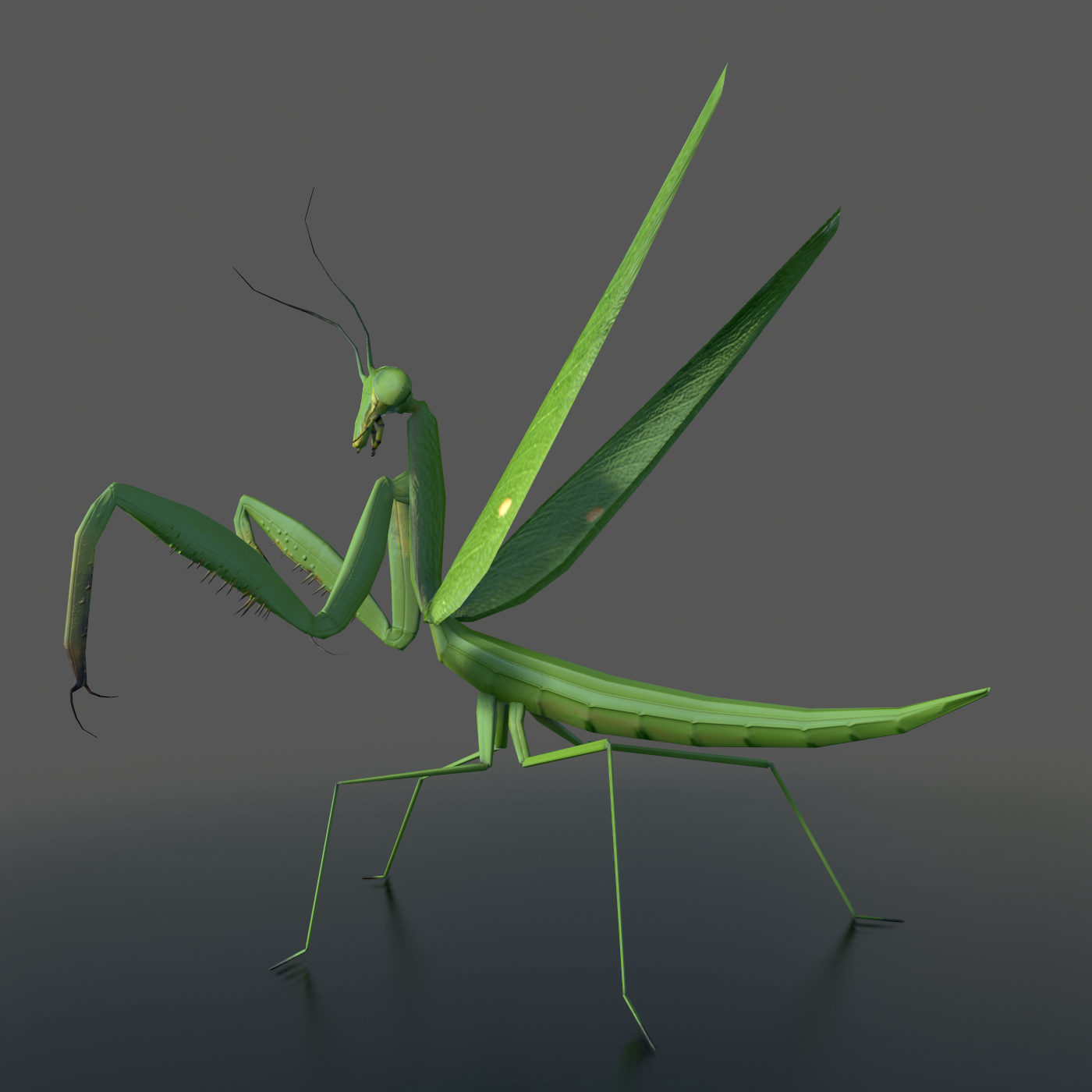 3d realistic mantis rig animation model