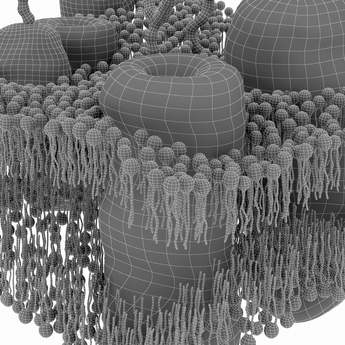membrane cell 3d max