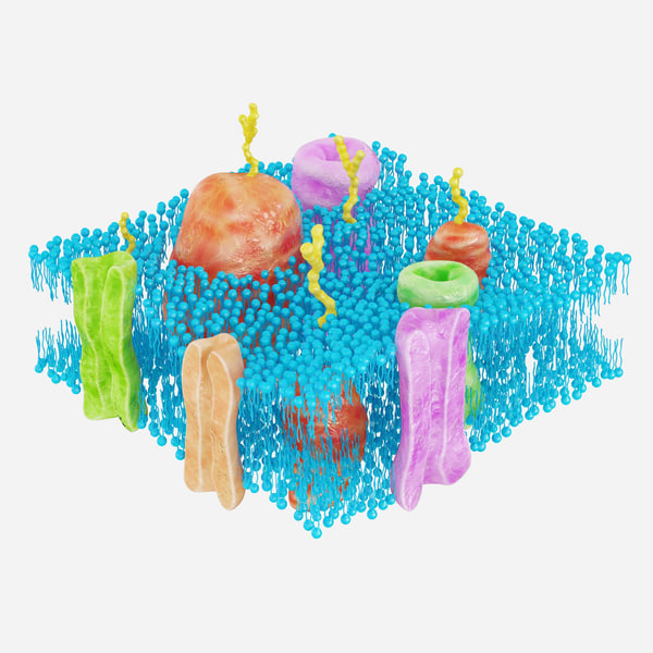 3d nasal cilia model