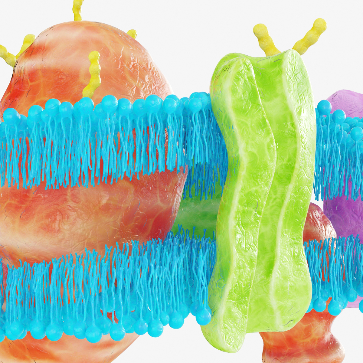 membrane cell 3d max