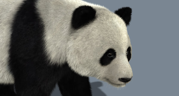 giant panda bear fur obj