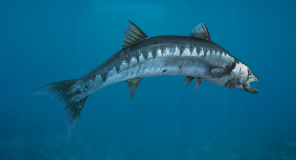 barracuda fish pose 2 3d model
