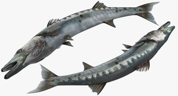 barracuda fish pose 2 3d model