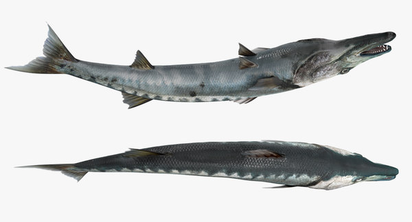 barracuda fish pose 2 3d model