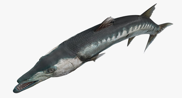 barracuda fish pose 2 3d model