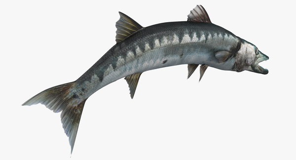 barracuda fish pose 2 3d model