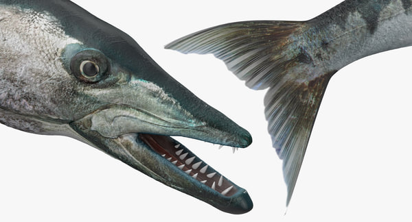 barracuda fish pose 2 3d model
