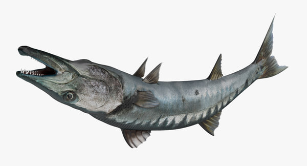 barracuda fish pose 2 3d model