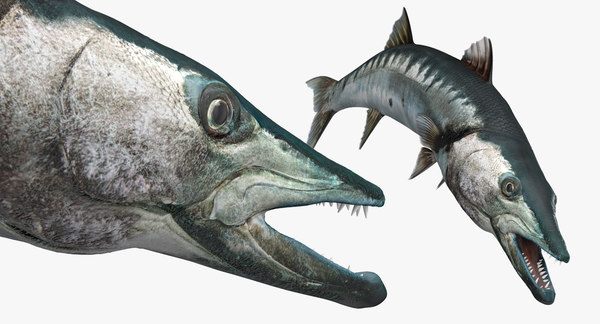barracuda fish pose 2 3d model