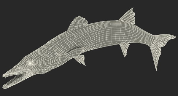 barracuda fish pose 2 3d model