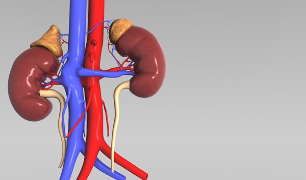 Kidney 3D Models for Download | TurboSquid