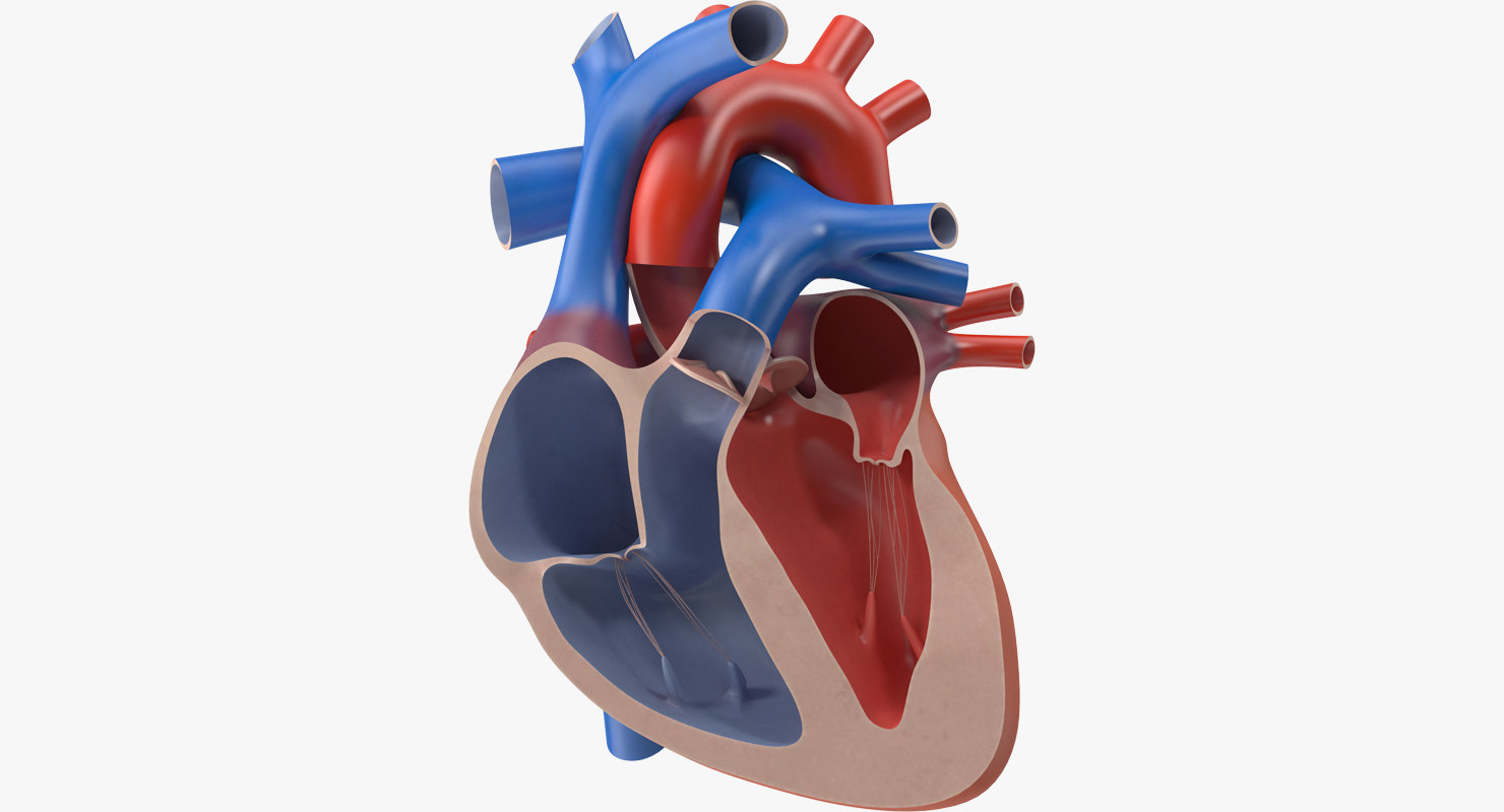  How To Make A 3d Heart Model 