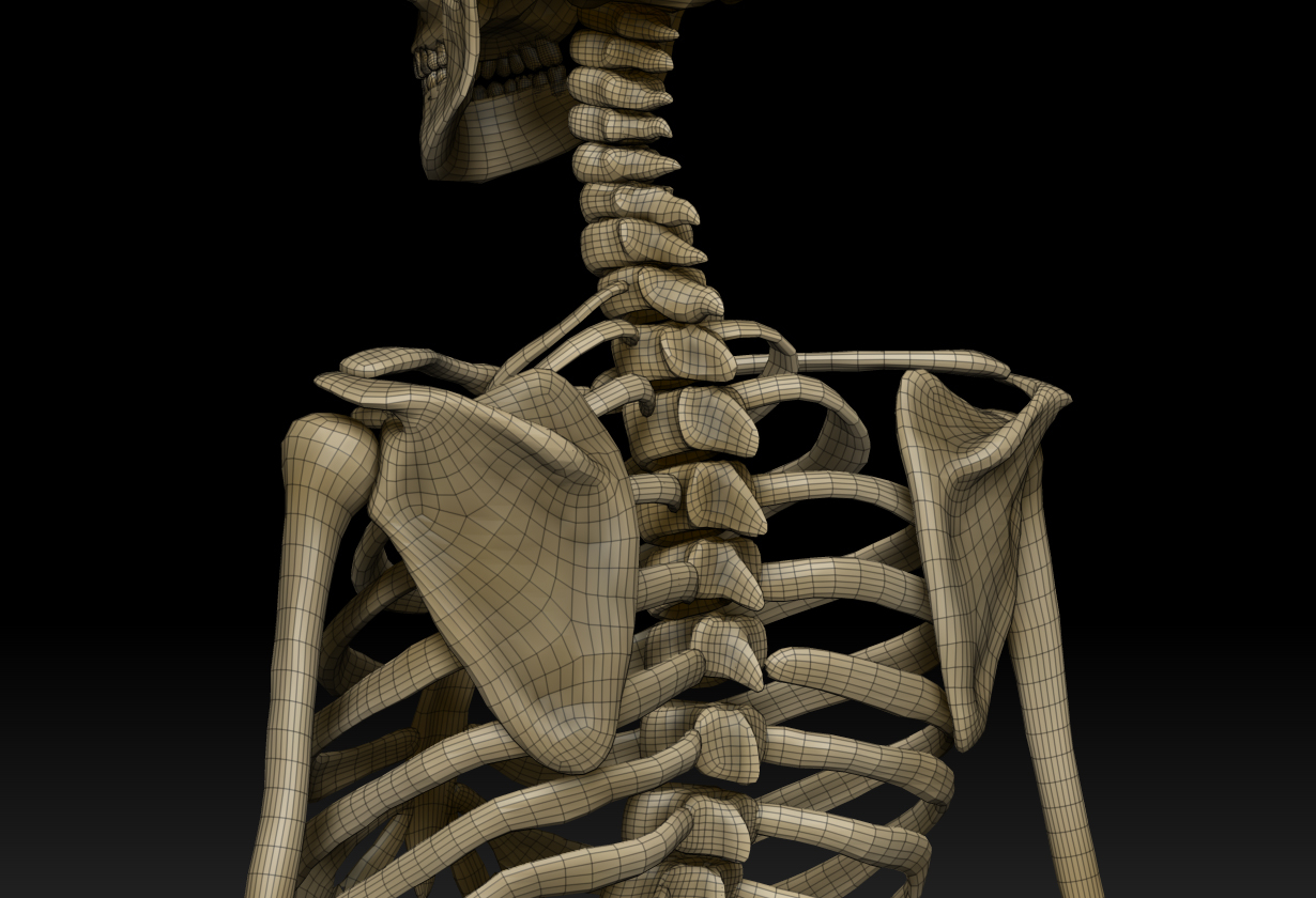 obj anatomically human skeleton