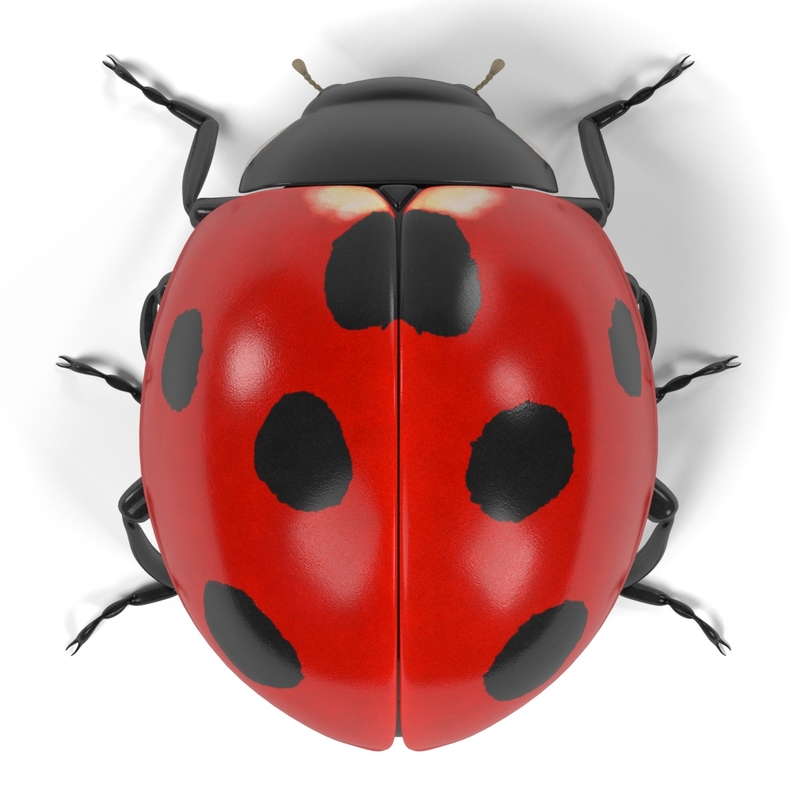 coccinella septempunctata 3d 3ds