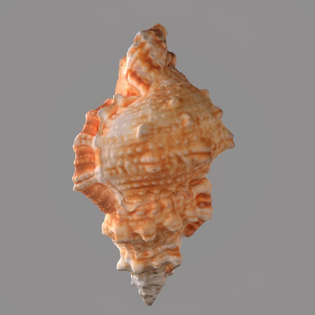 muricidae sea obj