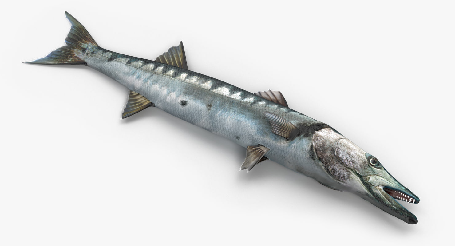 3d barracuda fish lying floor model
