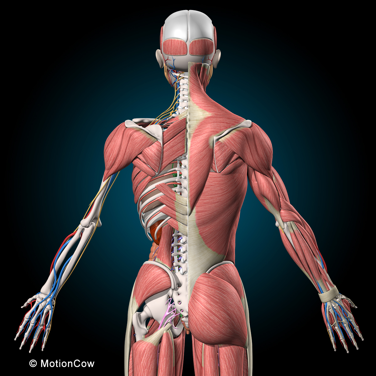 human anatomy rigged 3d model