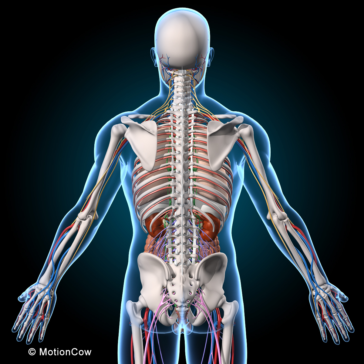 human anatomy rigged 3d model