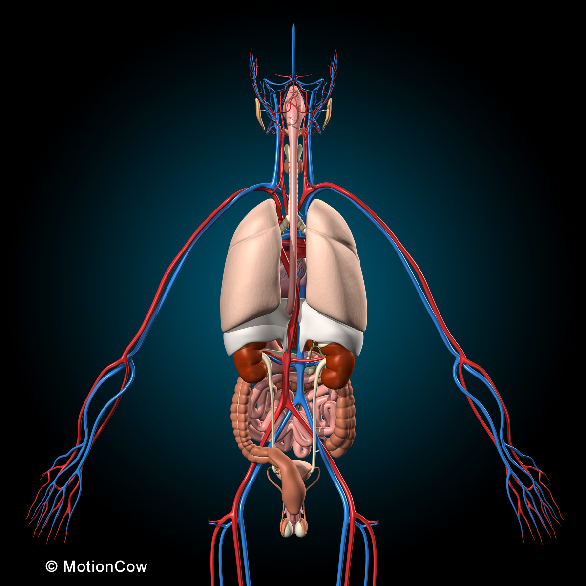 human anatomy rigged 3d model