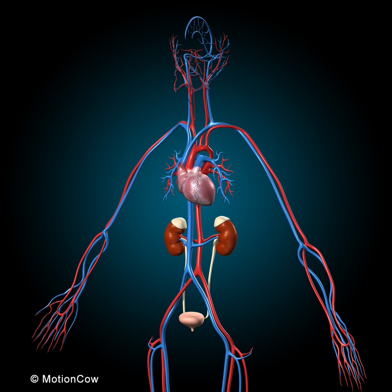 3d human anatomy ultimate