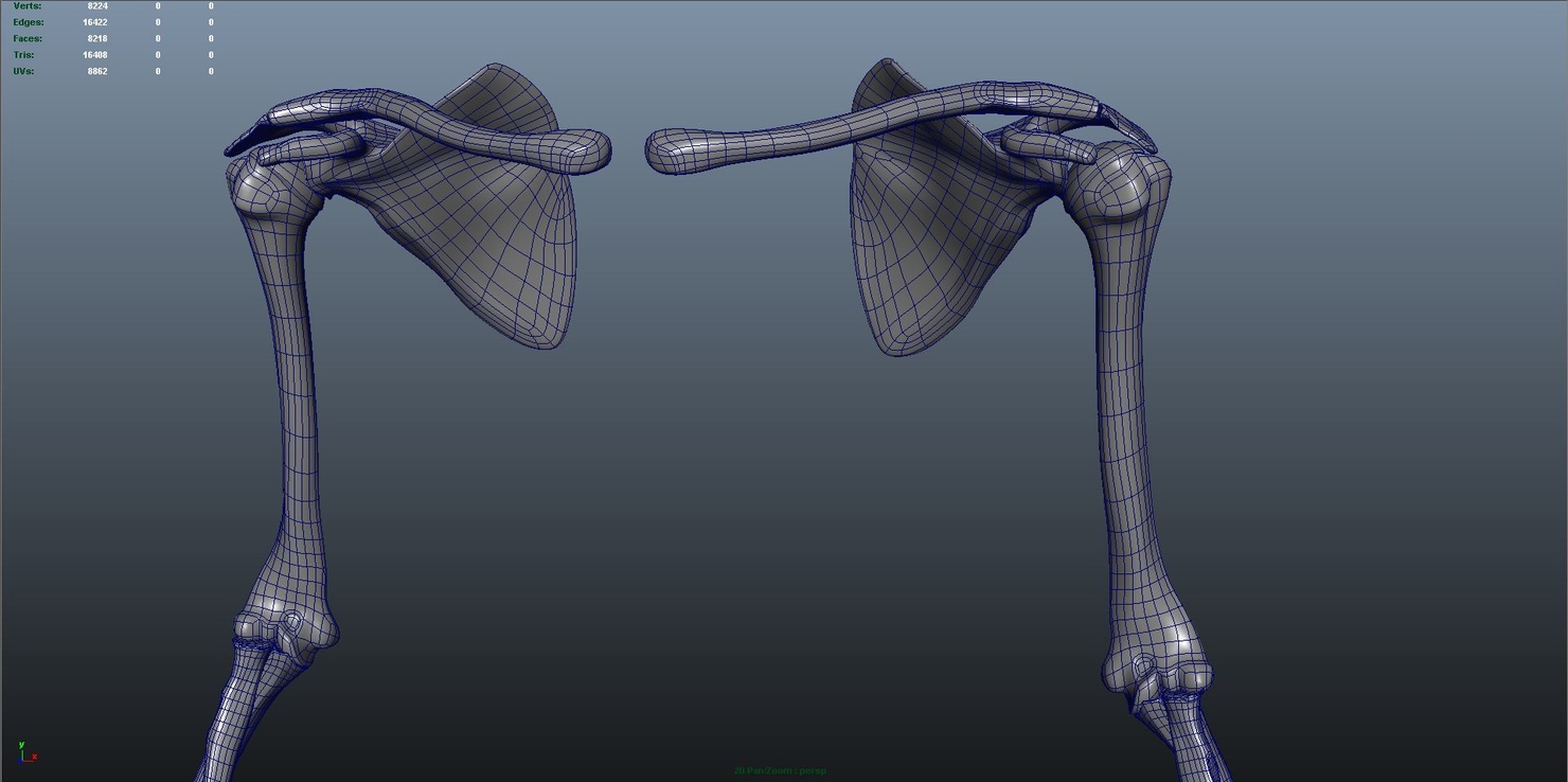 upper limb 3d obj