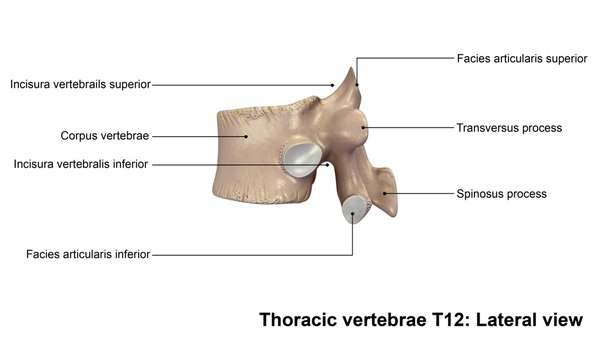 3d human skeleton model