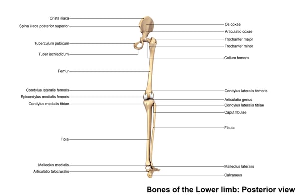 3d human skeleton model