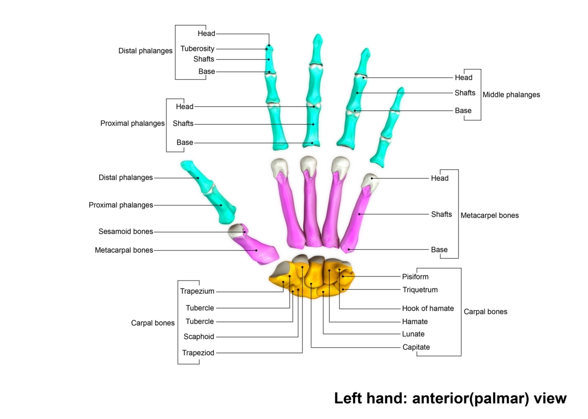3d human skeleton model
