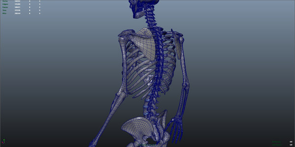 3d human skeleton model