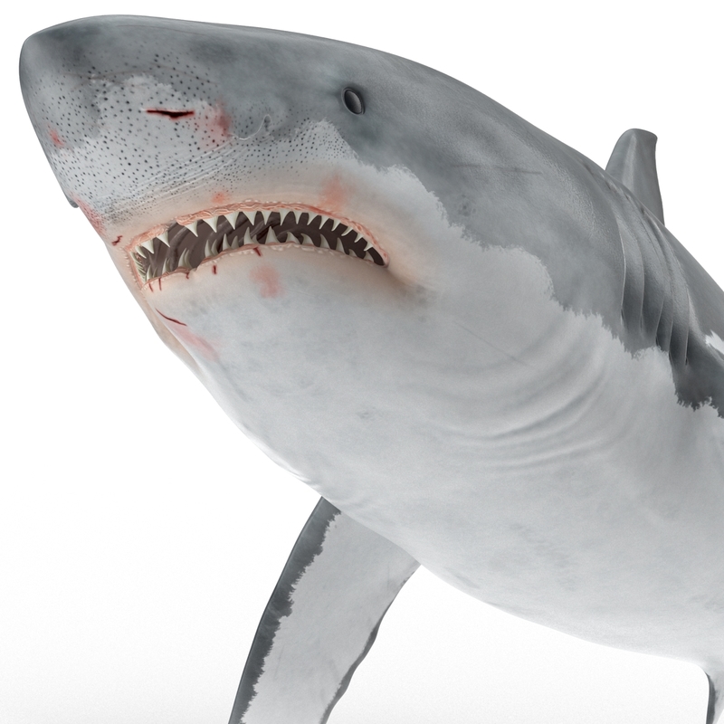 3d model great white shark rigged