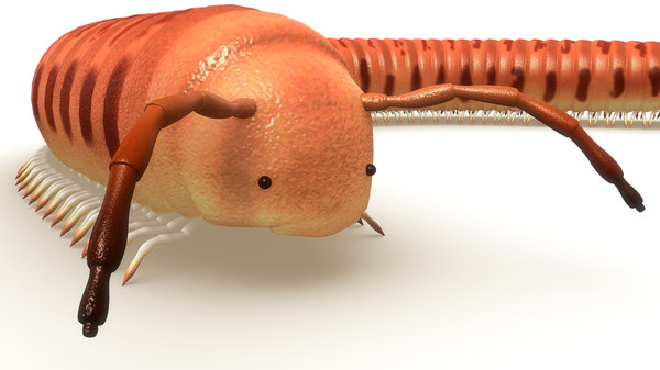 julus genus family obj